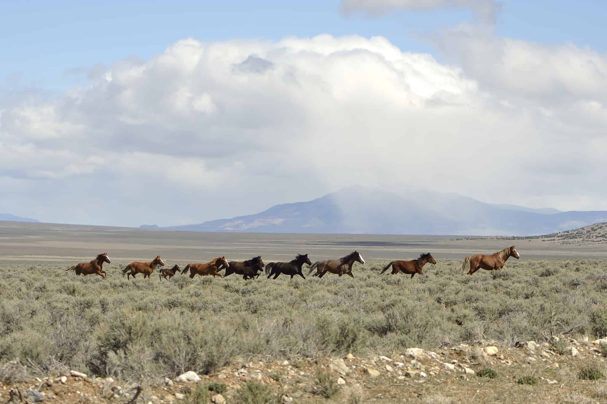 Wild Horses in Nevada: Population and Where to See Them - A-Z Animals