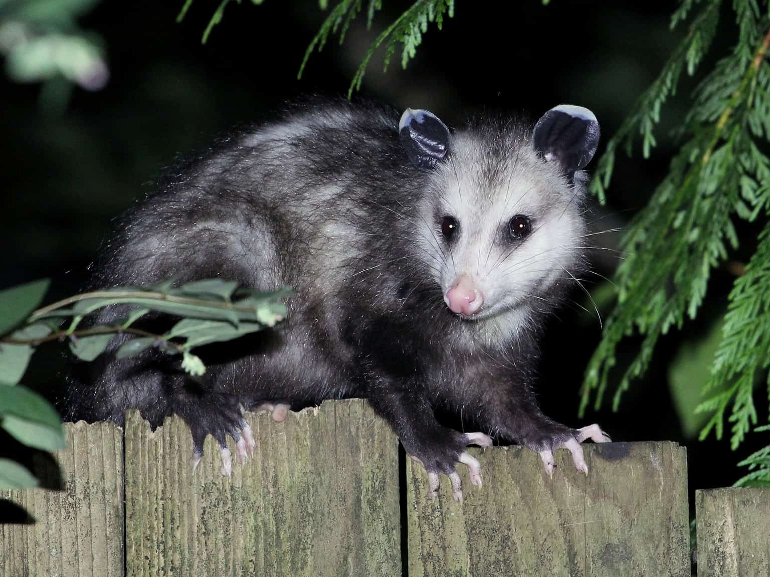 9 Signs There Are Opossums in the Attic: Removal Tips, Safety Concerns ...