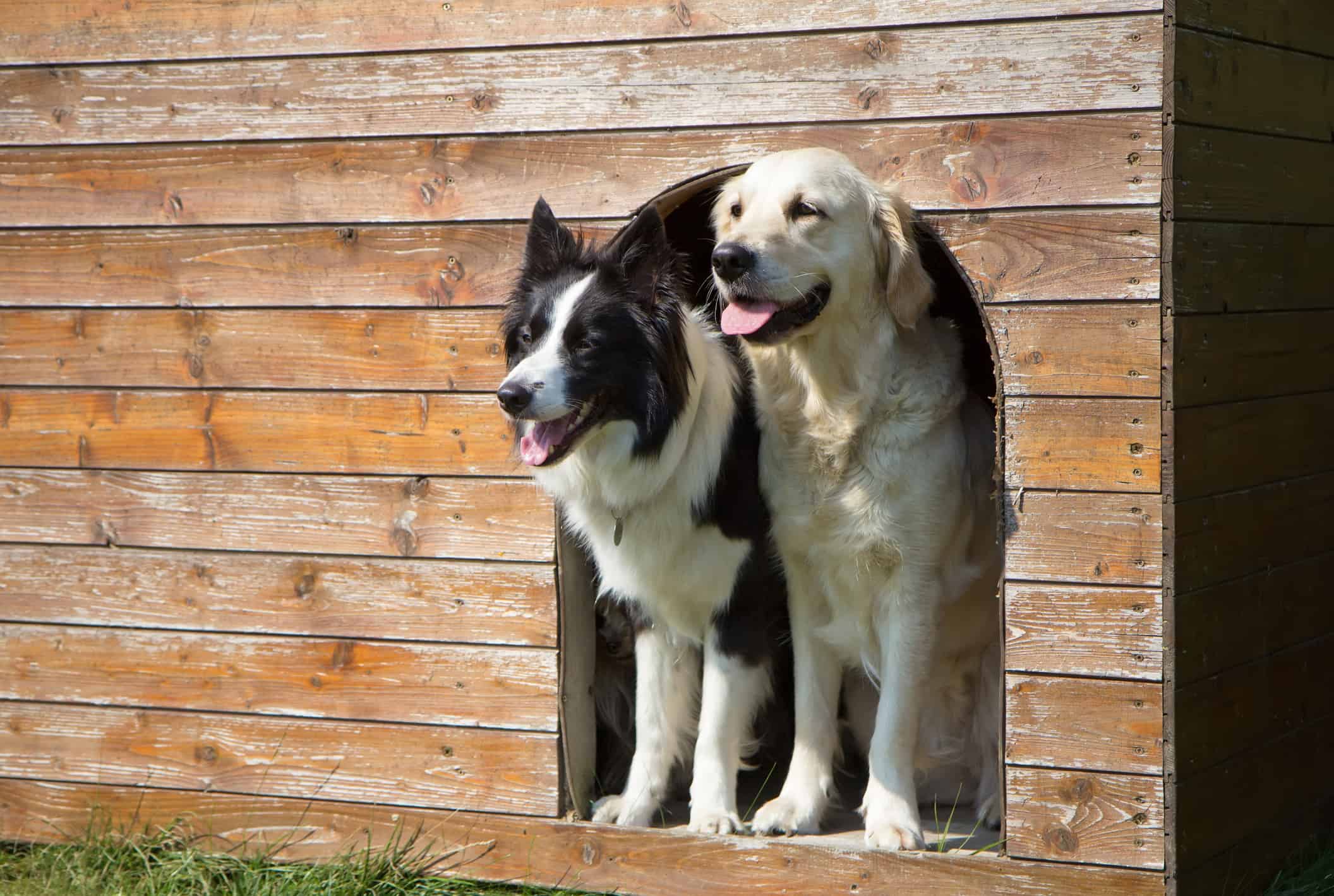 Golden Retriever vs. Border Collie: Key Differences, Pros and Cons