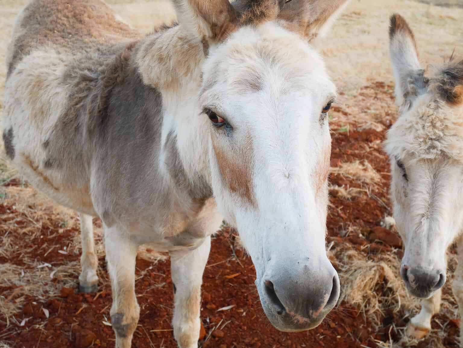 5 Cheapest Donkeys to Keep as Pets - A-Z Animals