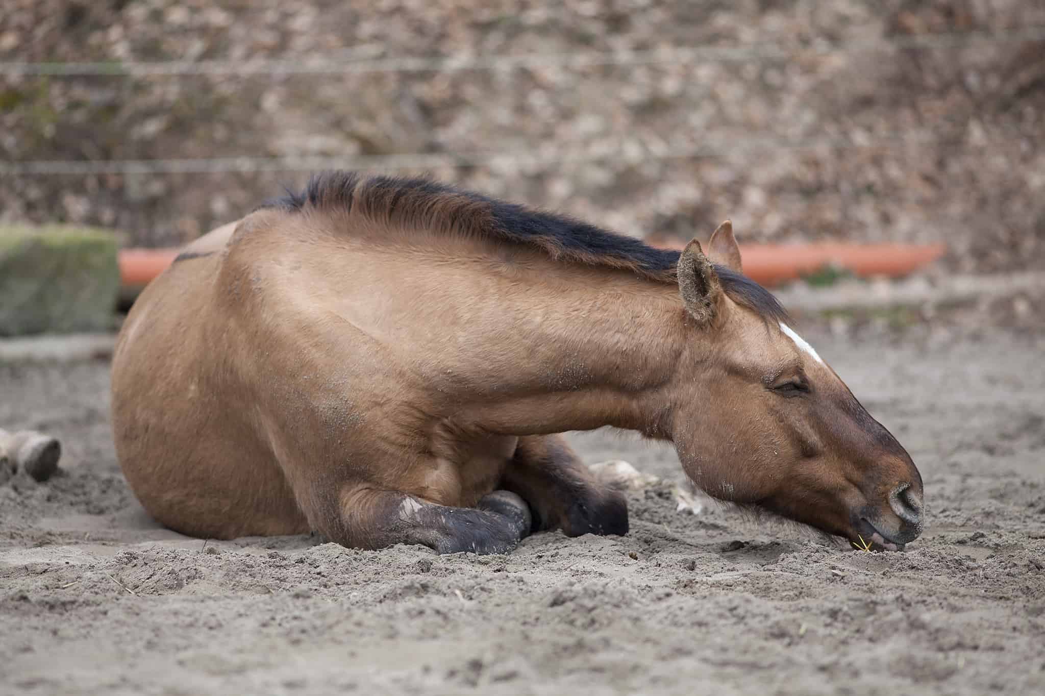 How to Know If Your Horse Is in Pain - A-Z Animals
