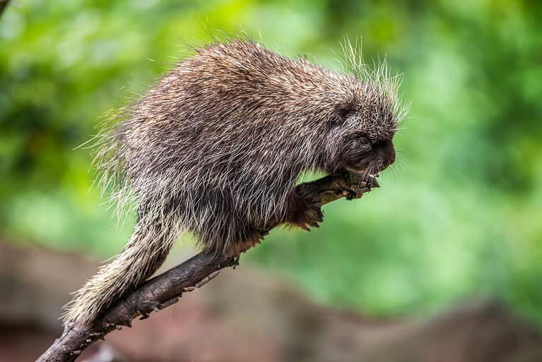 The 12 Largest Rodent Species in the World - A-Z Animals
