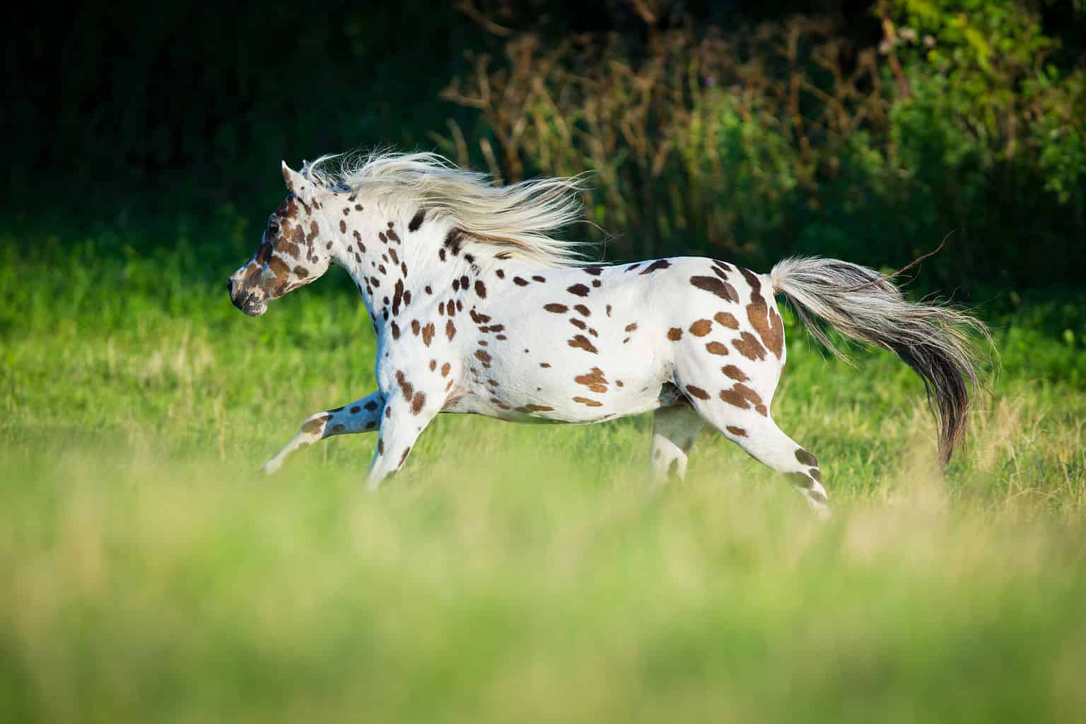 A Complete Guide to Popular Pony Breeds - A-Z Animals Slideshows