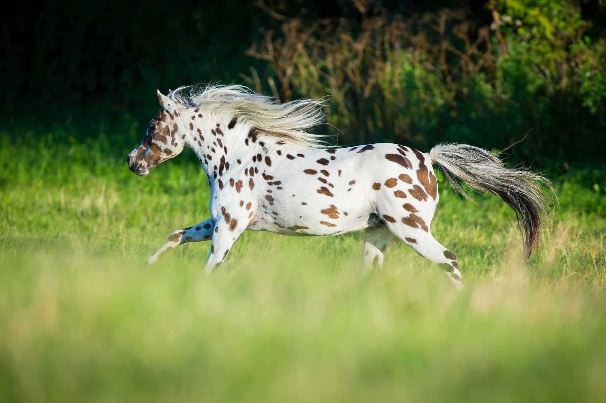 Appaloosa Horse Prices in 2024: Purchase Price, Board, Food, and More ...