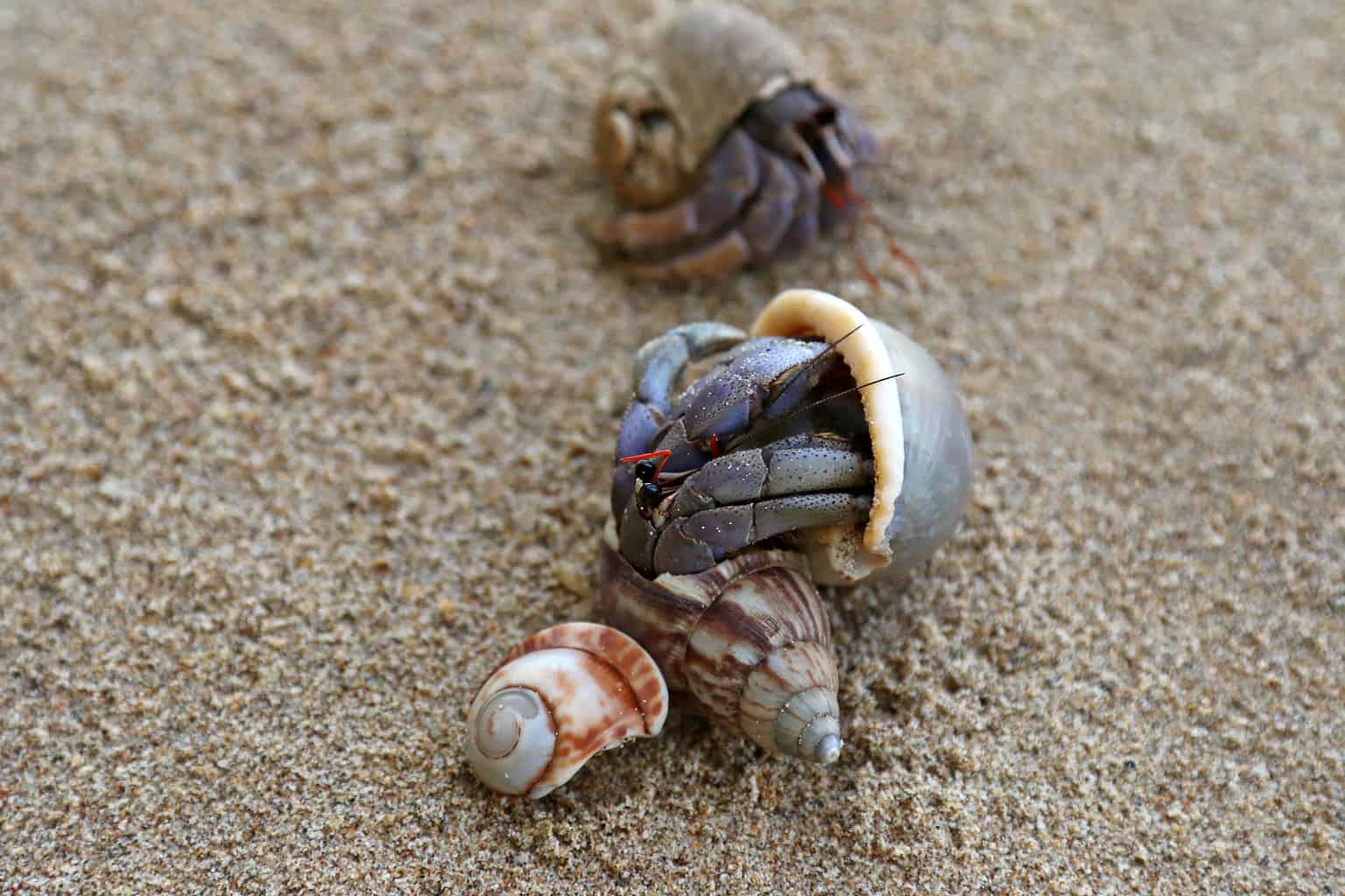 Here's How Hermit Crabs Swap Shells Like It's Nothing - A-Z Animals