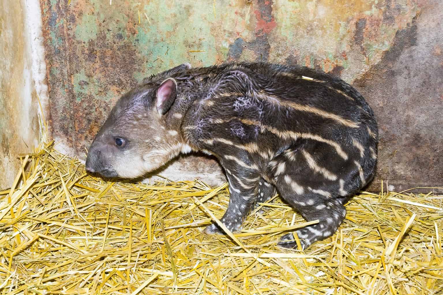 Baby Tapir Calf: 10 Pictures and 5 Incredible Facts - A-Z Animals