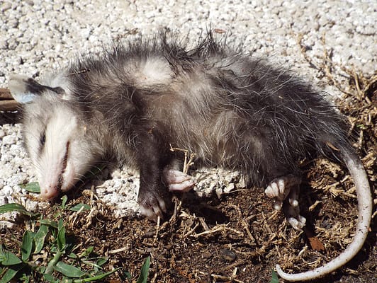 The Real Reason Possums Play Dead - A-Z Animals
