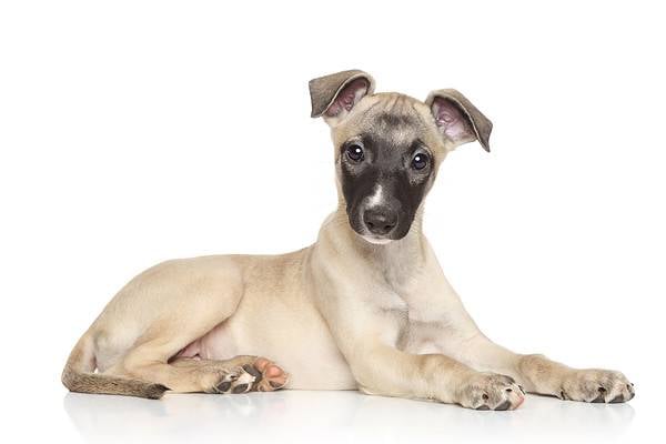 Whippet Progression: Growth Chart, Milestones, and Training Tips