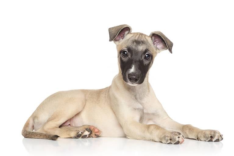 Whippet Progression: Growth Chart, Milestones, and Training Tips