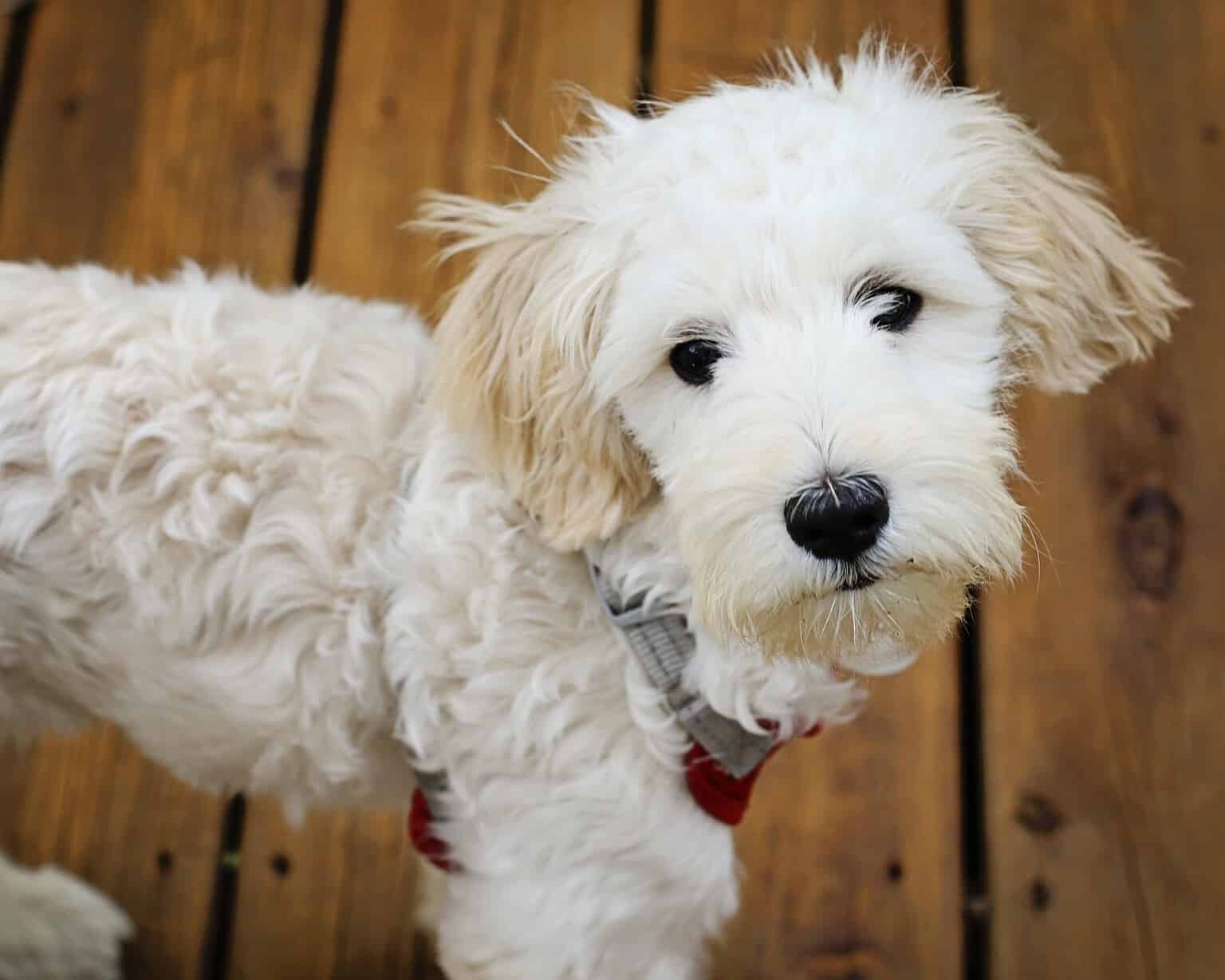 Sheepadoodle Colors: See the Rarest to Most Common - A-Z Animals