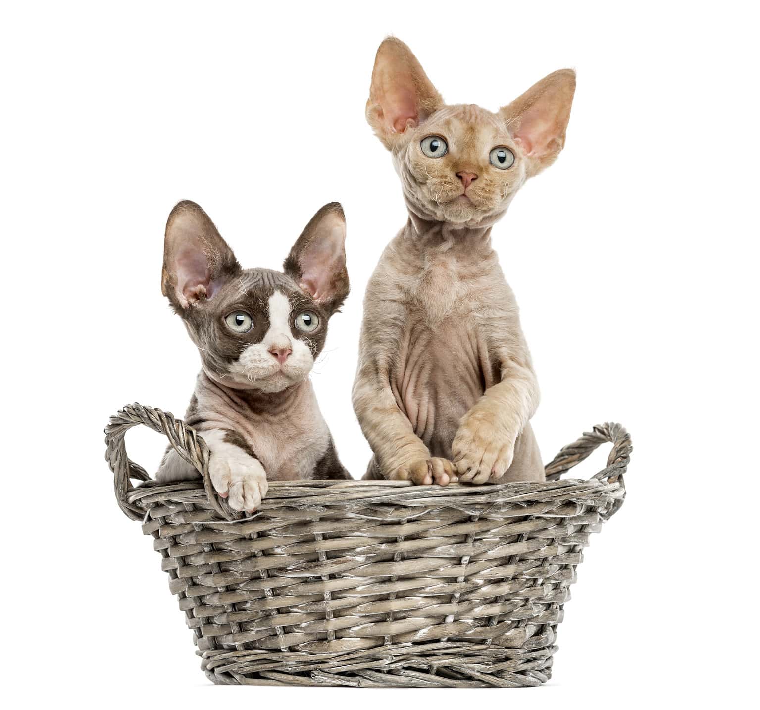 Devon Rex Prices in 2024: Purchase Cost, Vet Bills, and Other Costs - A ...