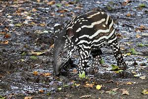 Baby Tapir Calf: 10 Pictures and 5 Incredible Facts - A-Z Animals