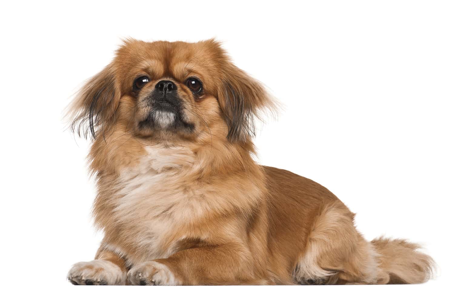 7 Common Pekingese Health Problems - A-Z Animals