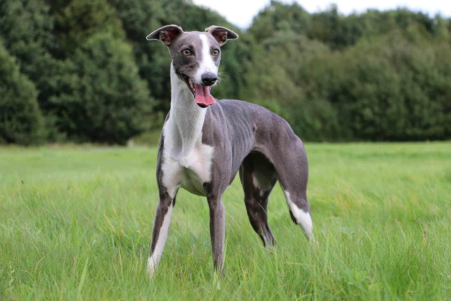 Whippet Progression: Growth Chart, Milestones, and Training Tips