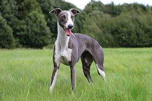 Whippet Progression: Growth Chart, Milestones, and Training Tips