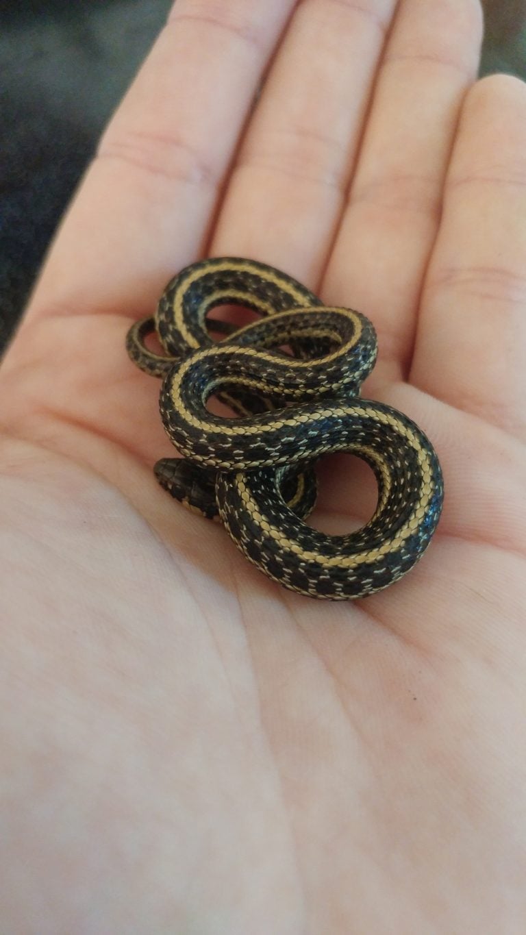 Baby Garter Snake: 10 Pictures and 10 Amazing Facts - A-Z Animals
