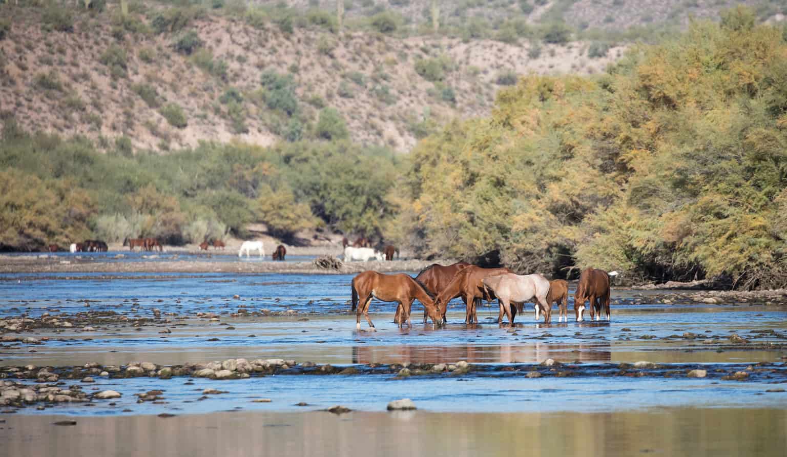 All About Arizona's Wild Horses: Population and Where to See Them - A-Z ...
