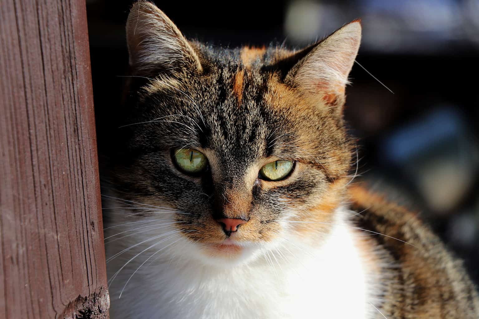 266 Amazing and Clever Space-Themed Cat Names - A-Z Animals