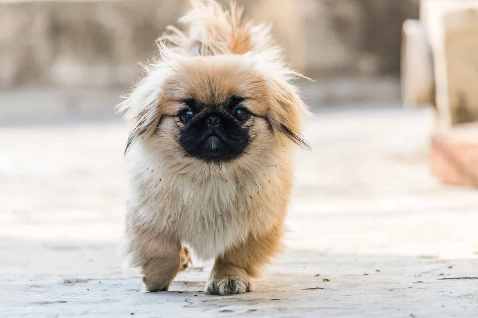 7 Common Pekingese Health Problems - A-Z Animals