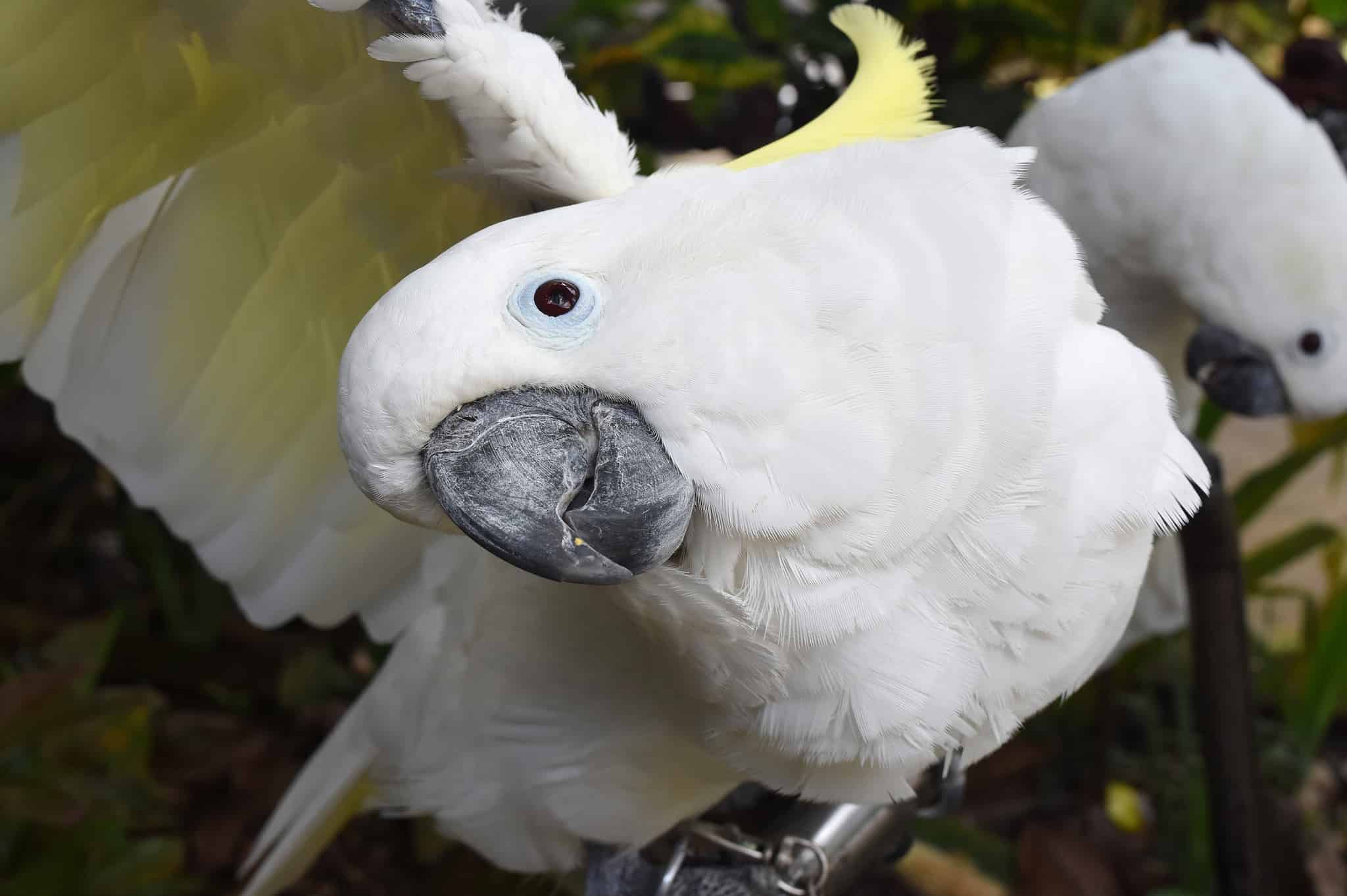 Share Your Life With These Long-Living Pets - A-Z Animals Slideshows