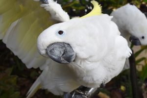 Which Pets Live the Longest? 17 Pets That Will Keep You Company for ...