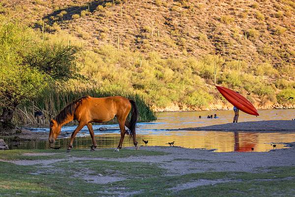 All About Arizona's Wild Horses: Population and Where to See Them - A-Z ...