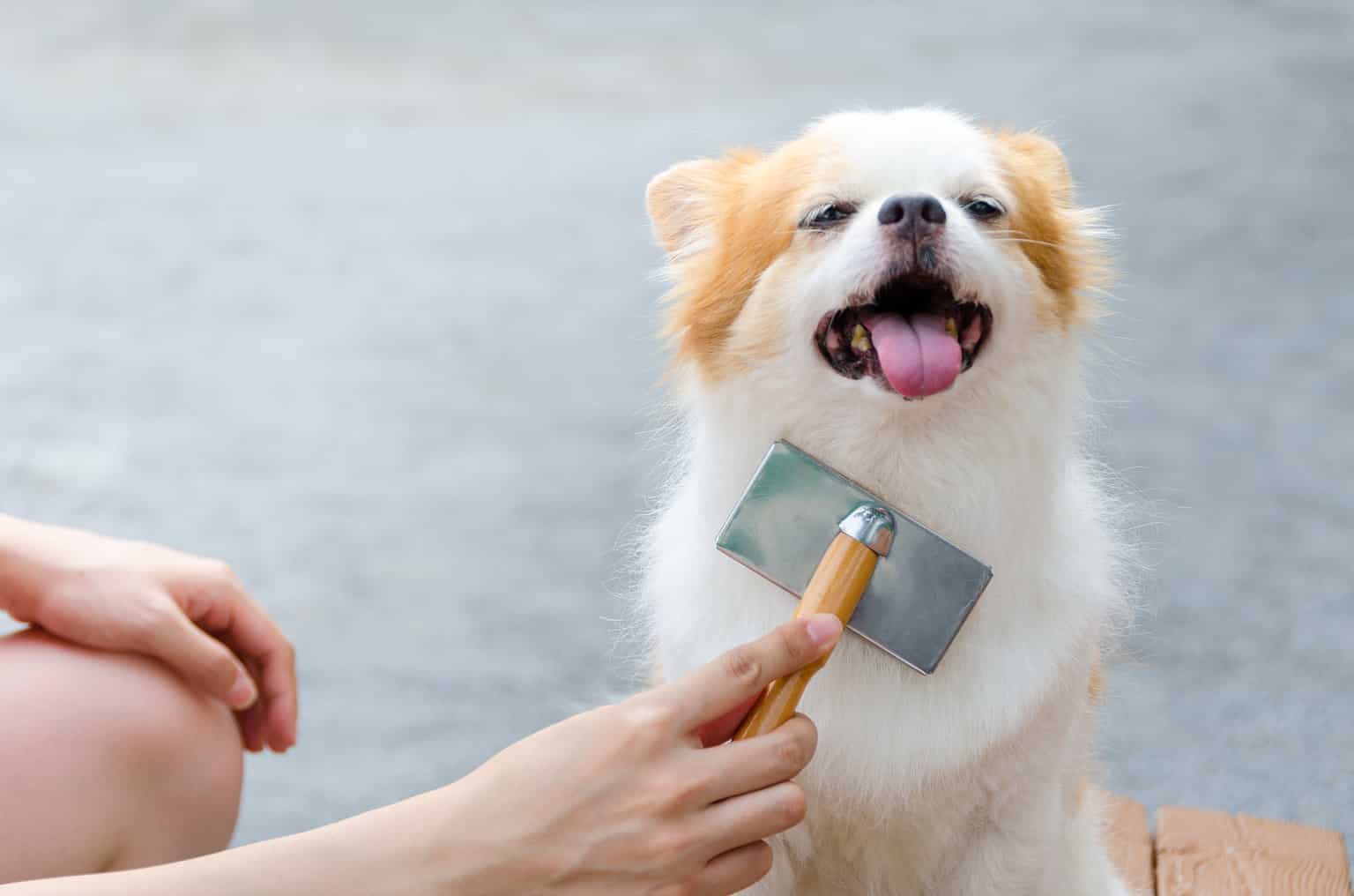 Inside the Luxury Pet Economy: What Rich Americans Are Spending on ...