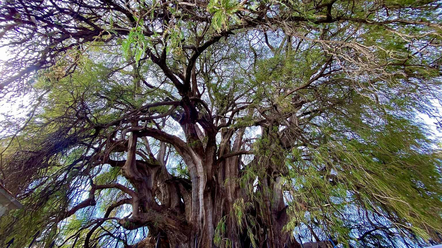 African Baobab vs. Montezuma Cypress Tree: 5 Differences Between These ...