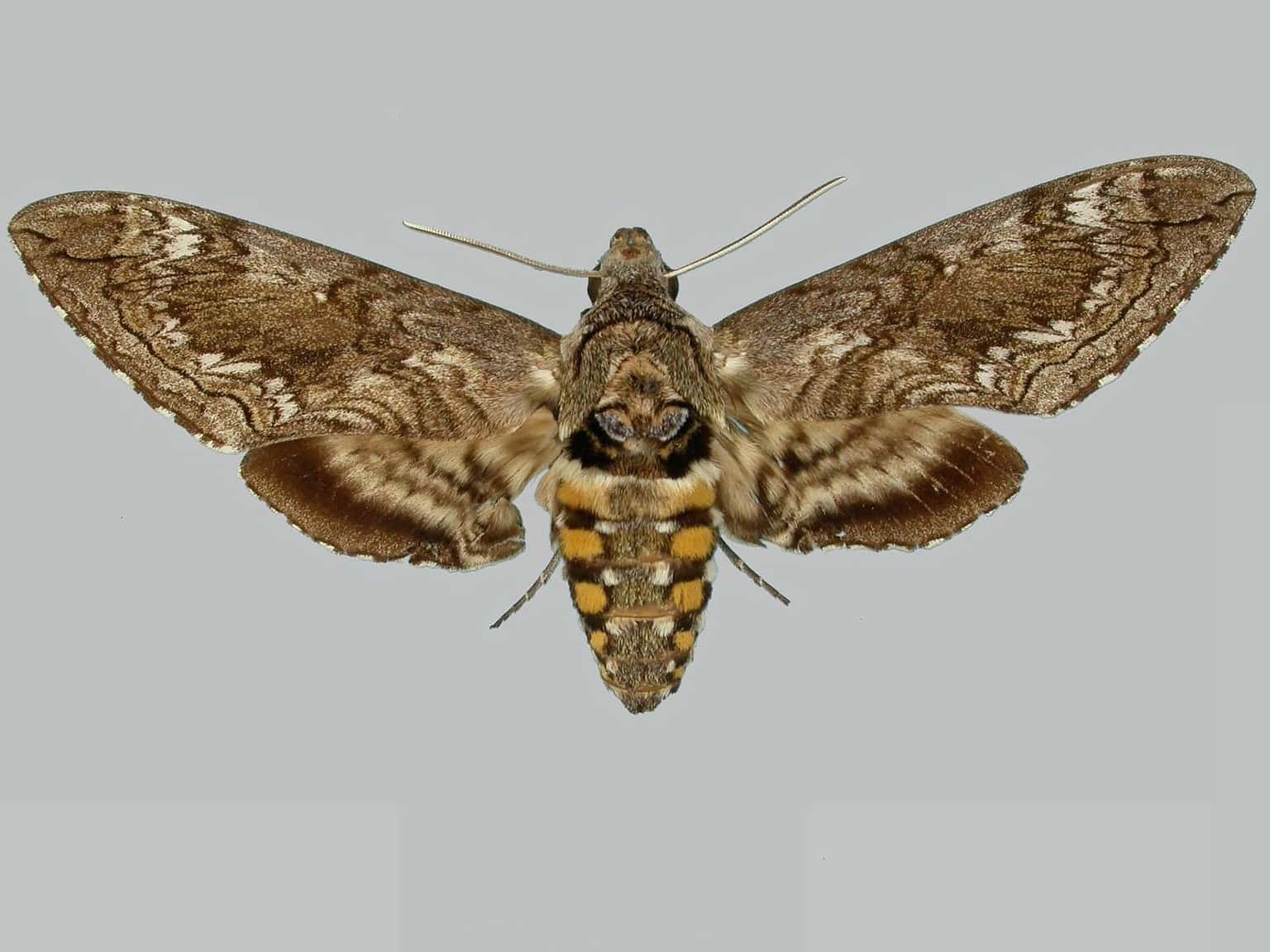 4 Common Moths You'll Find in Hawaii - A-Z Animals