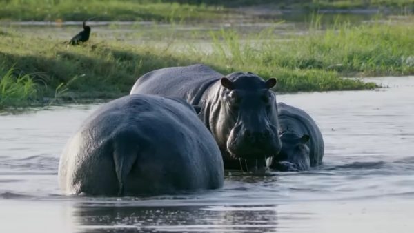 8 Animals With Shockingly Long Tongues - A-Z Animals