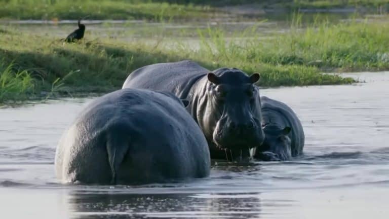 8 Animals With Shockingly Long Tongues - A-Z Animals