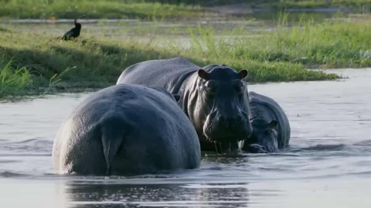 Hippos Get a Natural Spa Treatment From Helpful Barbel Fish - A-Z Animals