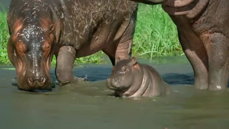 Watch the Fierce Strength This Mother Hippo Has Over Her Calf Against ...
