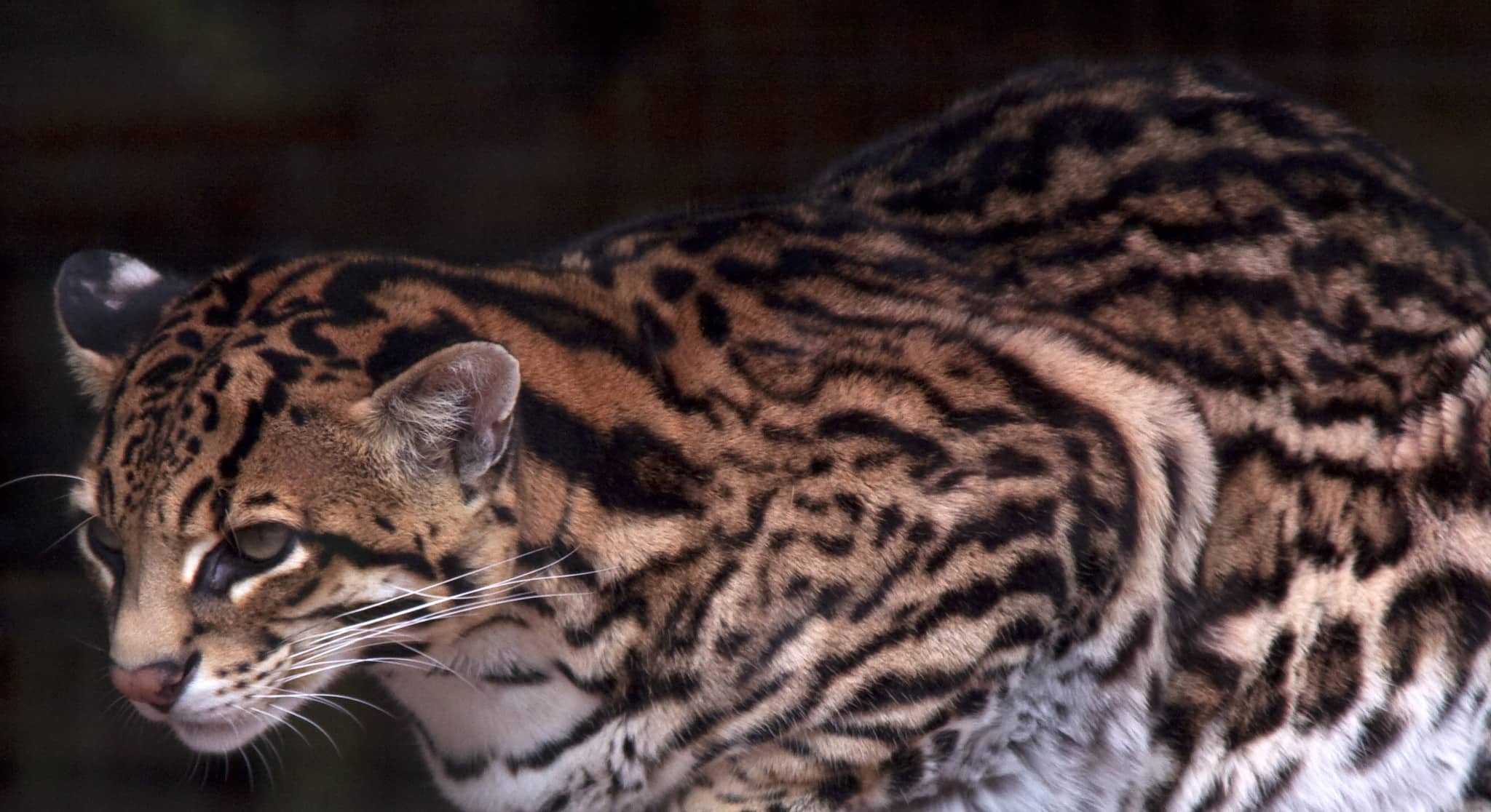 Ocelot Prices 2024: Purchase Cost, Where It's Legal, Vet Bills, and ...