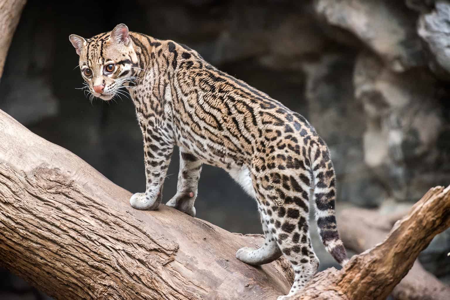 Ocelot Prices 2024: Purchase Cost, Where It's Legal, Vet Bills, and ...