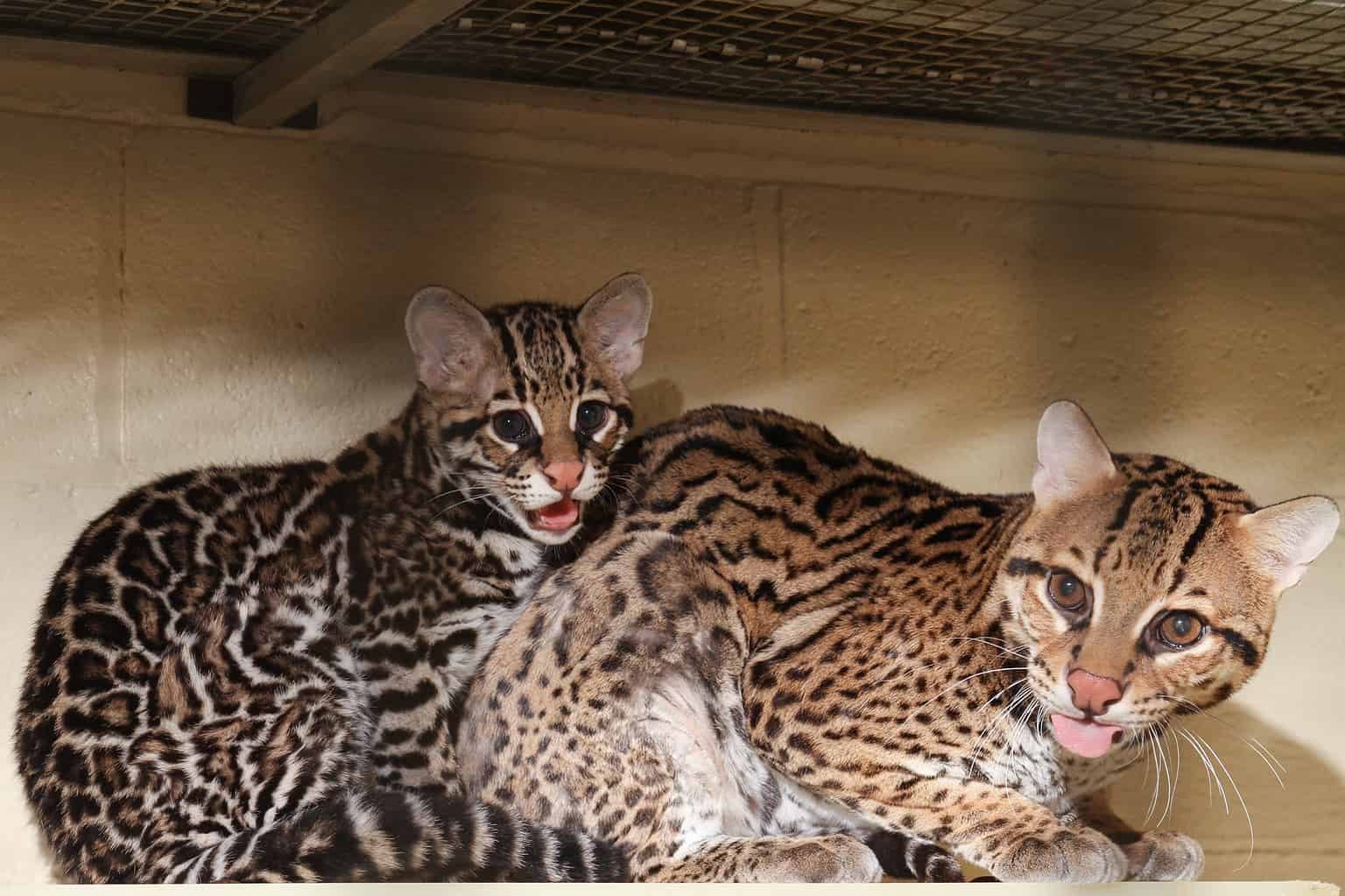 Ocelot Prices 2024: Purchase Cost, Where It's Legal, Vet Bills, and ...