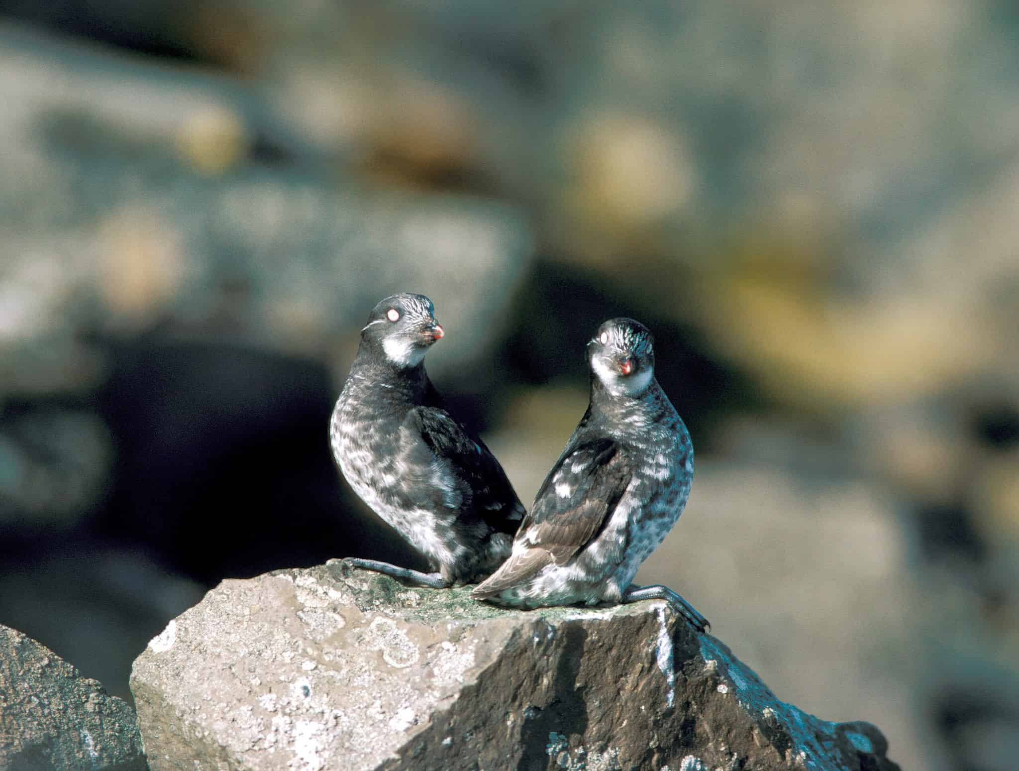 How Marine Protected Areas Are Giving Seabirds a Fighting Chance at Sea ...