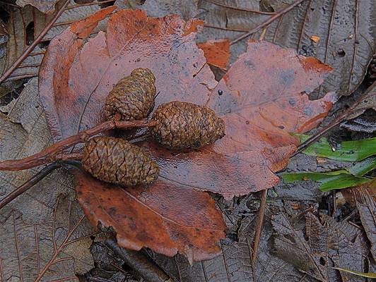 5 Reasons Red Alder Trees Are Crucial To The Pacific Northwest - A-Z ...