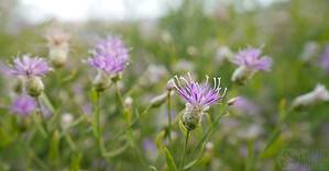 14 of the Most Poisonous Plants To Horses - A-Z Animals