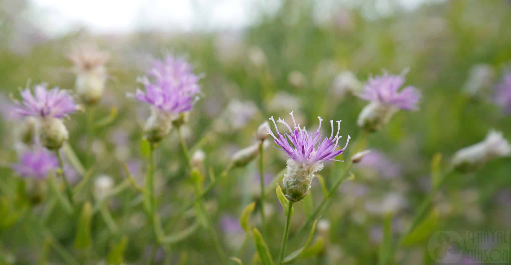 14 of the Most Poisonous Plants To Horses - A-Z Animals