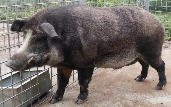 Discover the Largest Wild Boar Ever - A-Z Animals