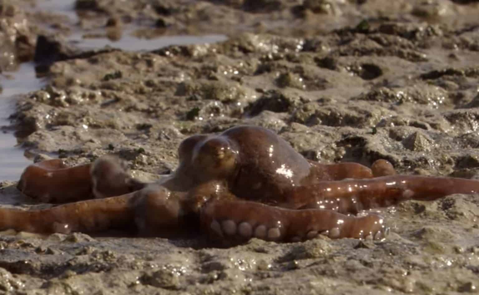 This Alien-Like Octopus Leaves the Water to Travel Across Land - A-Z ...