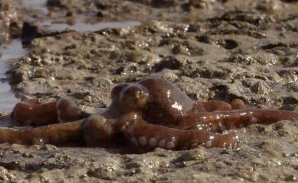 This Alien-Like Octopus Leaves the Water to Travel Across Land - A-Z ...