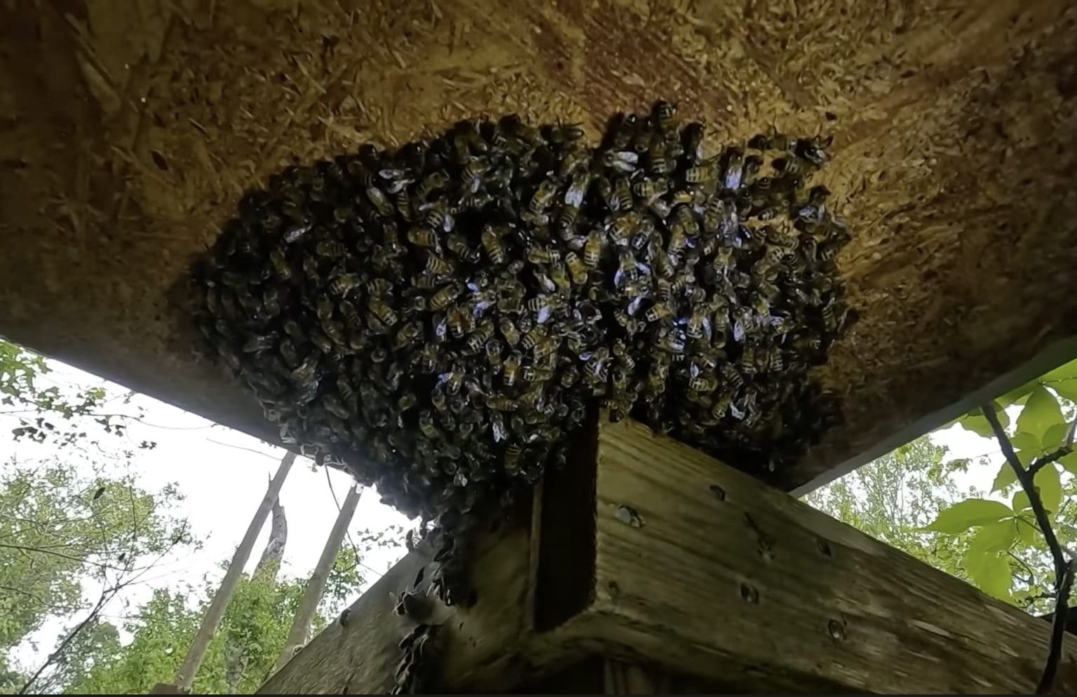 Beekeeper Uncovers a Massive Honey Bee Hive with Multiple Queens - A-Z ...