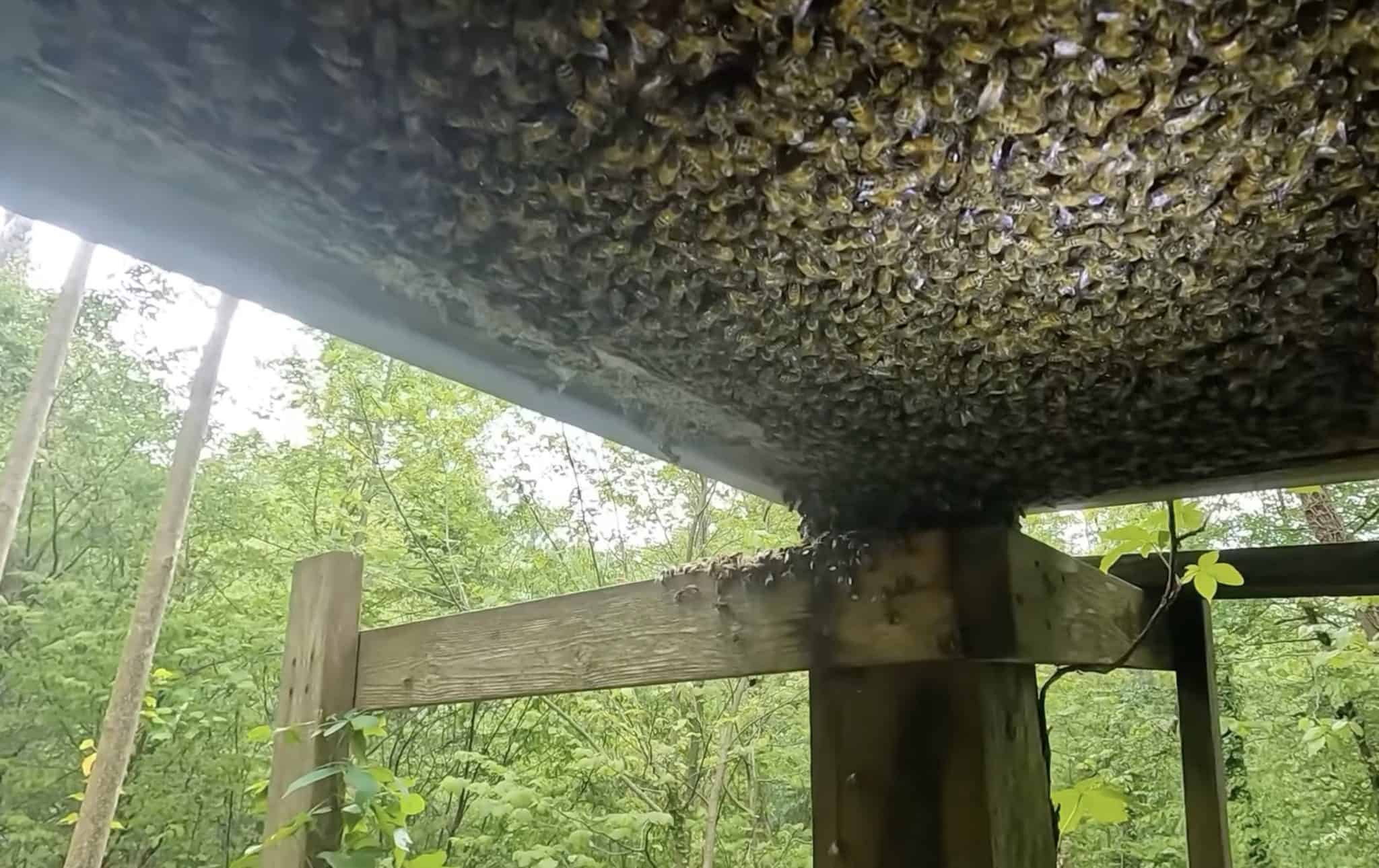 Beekeeper Uncovers a Massive Honey Bee Hive with Multiple Queens - A-Z ...