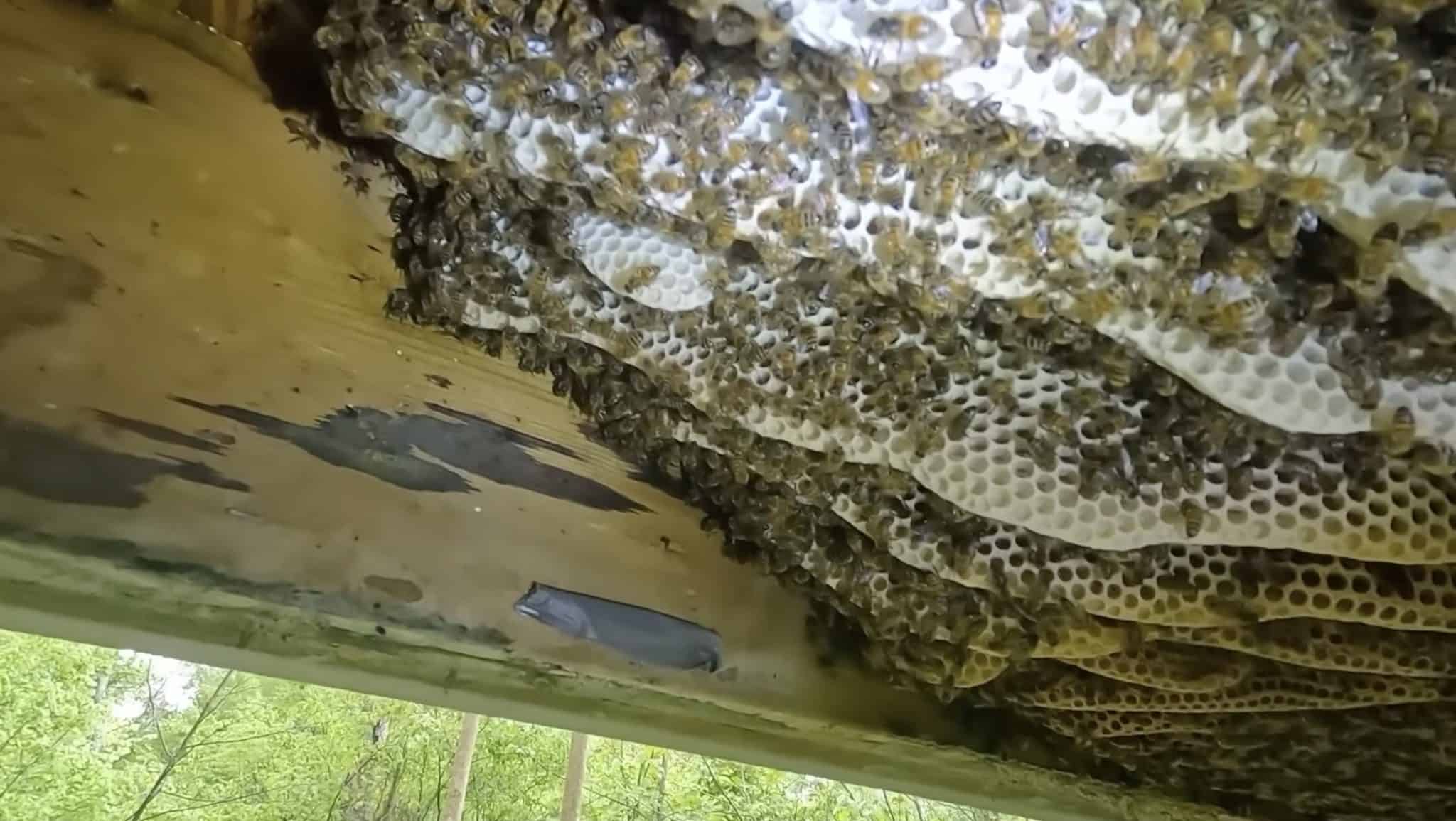 Beekeeper Uncovers a Massive Honey Bee Hive with Multiple Queens - A-Z ...