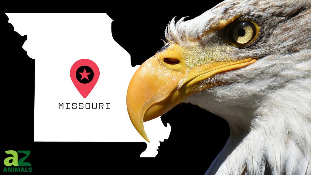 The 11 Best Places and Times to See Bald Eagles in Missouri - A-Z Animals