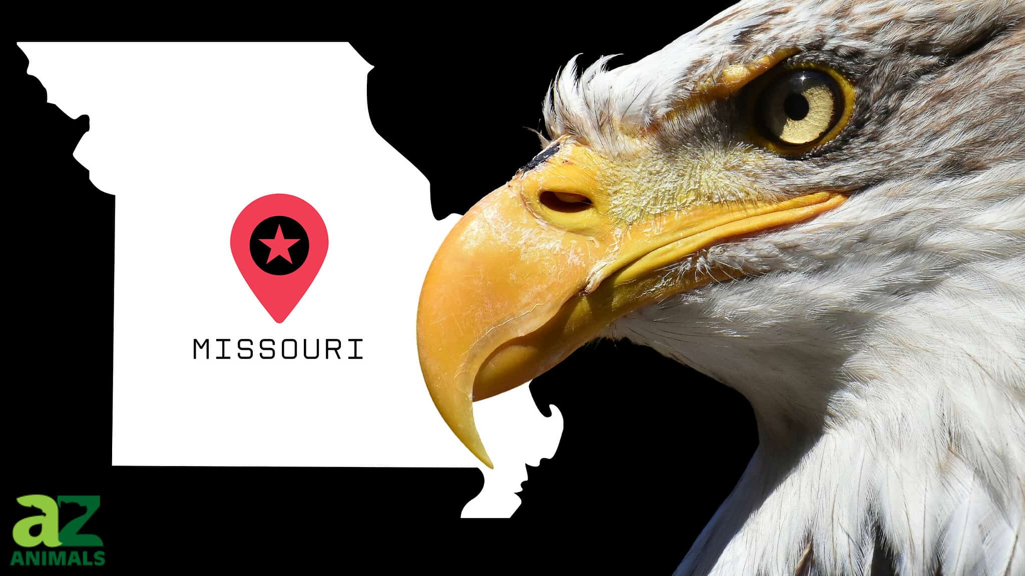The 11 Best Places and Times to See Bald Eagles in Missouri - A-Z Animals