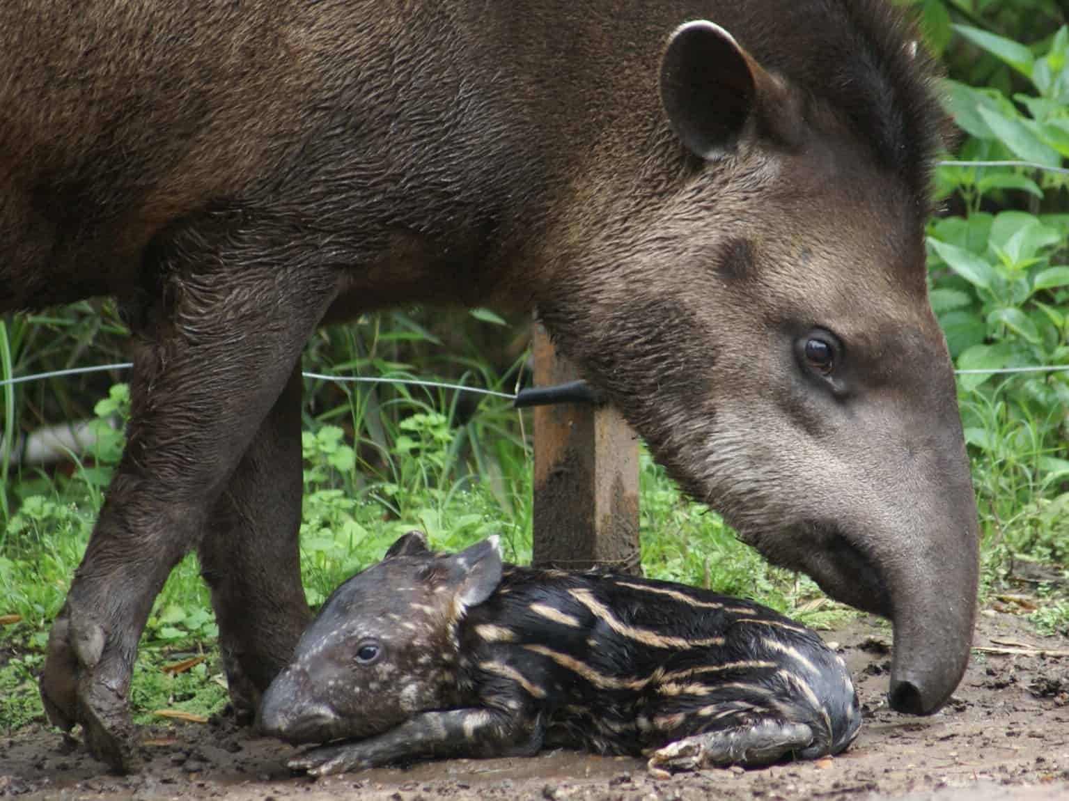 Baby Tapir Calf: 10 Pictures and 5 Incredible Facts - A-Z Animals