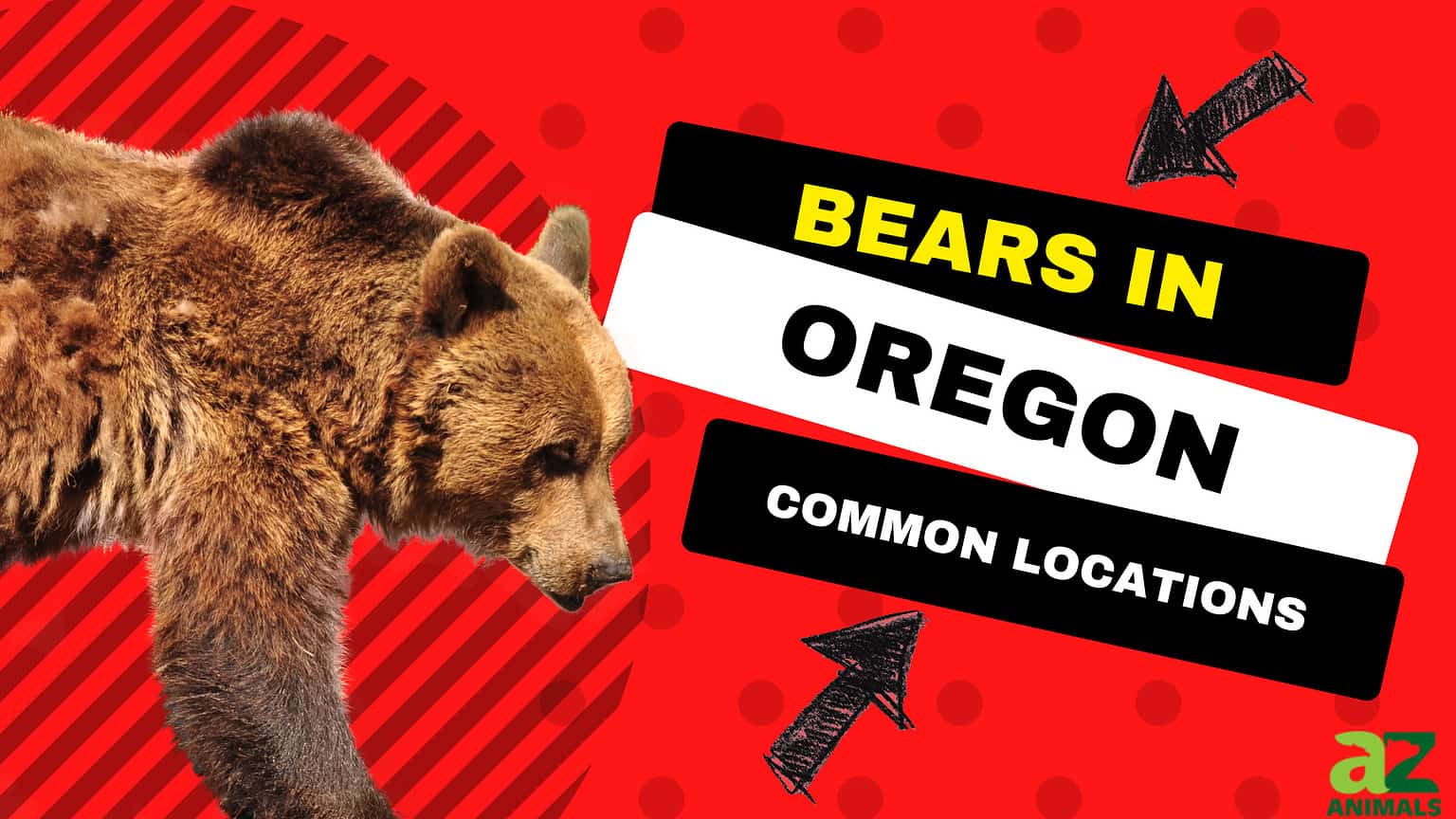Places You're Most Likely to Encounter a Bear in Oregon This Winter - A ...